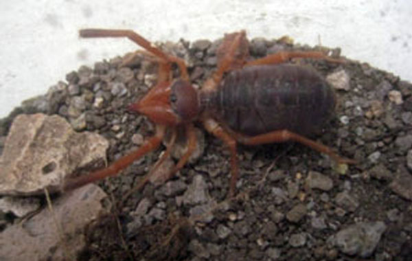 ¡Un Genísaro! AAAYYYYYY! – PortalGuanajuato.MX