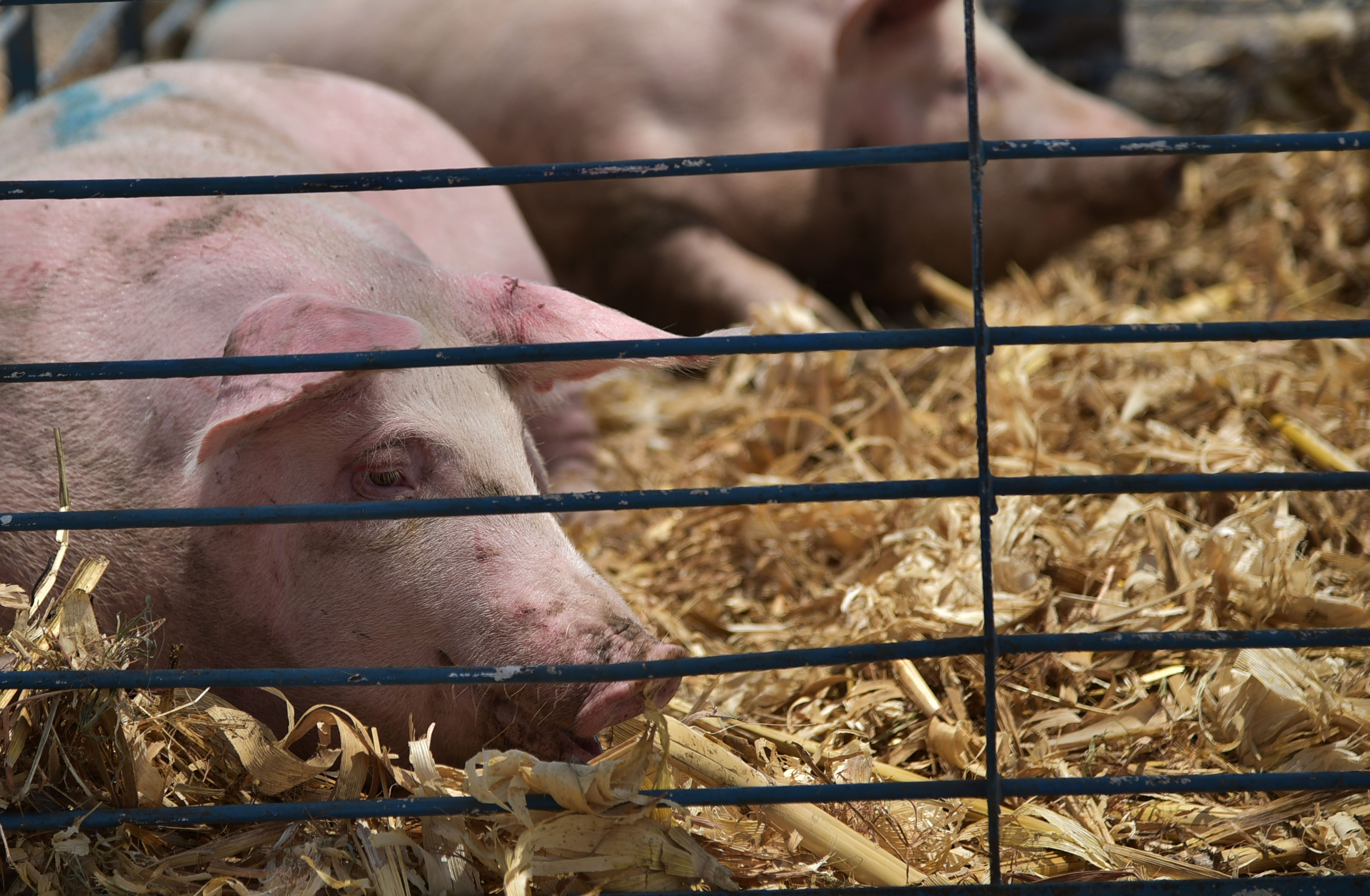 Se fortalece producción porcícola de Guanajuato – PortalGuanajuato.MX