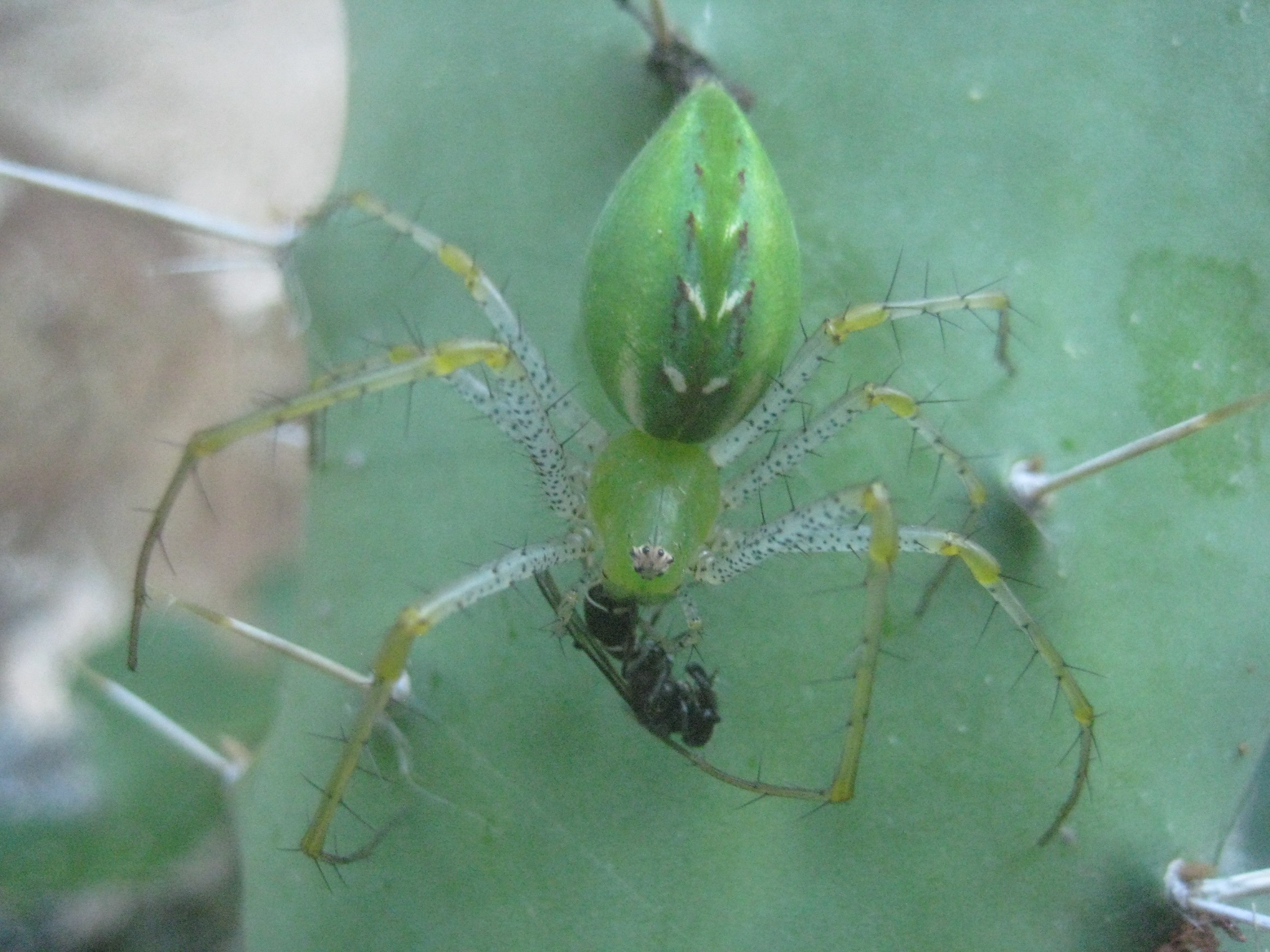 ELEGANCIA Y COLORIDA BELLEZA CON LARGAS PATITAS: LA ARAÑA LINCE VERDE ...