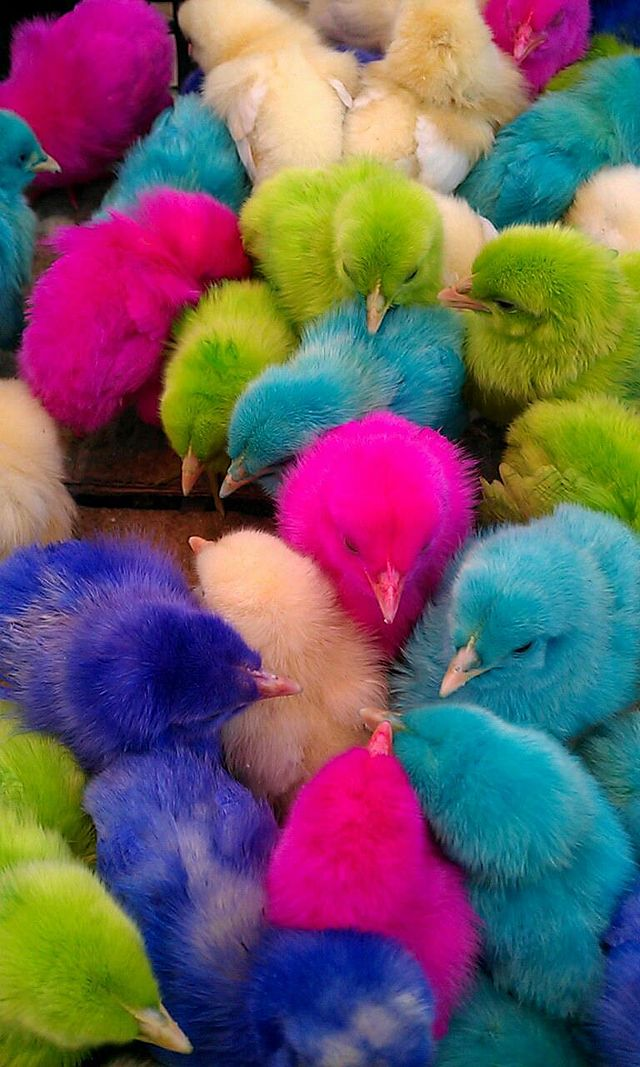 Pollitos de colores – PortalGuanajuato.MX